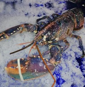 Homard bleu cuit | poissonnerie antibes